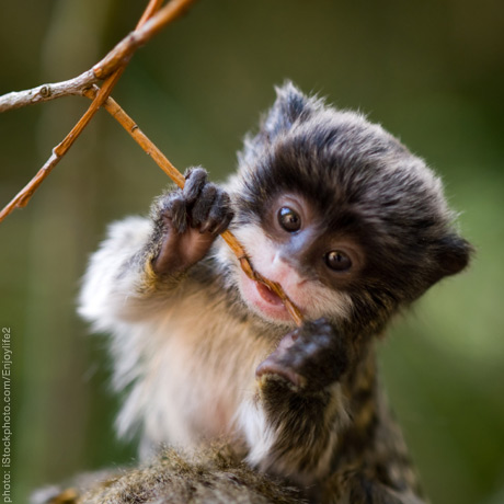 Funny Pics: Funny Emperor Tamarin Pics