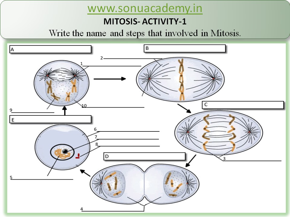 SONU ACADEMY: MITOSIS - ACTIVITY 1
