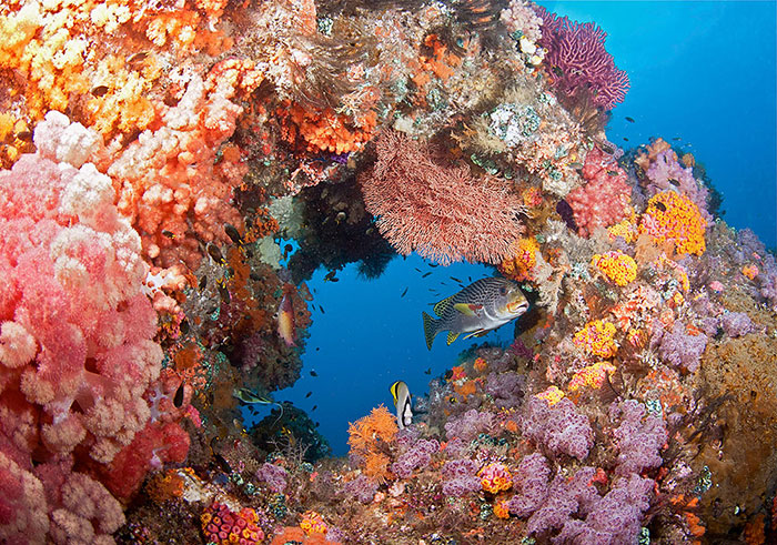 Celebrating Singapore Shores!: Gorgeous reef photos for FREE download