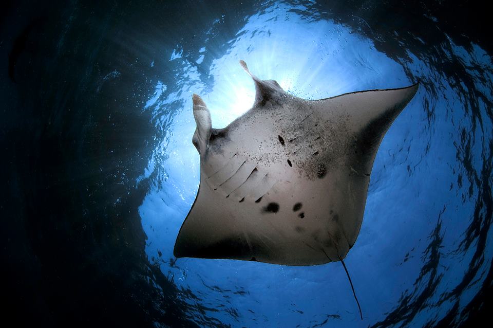 Vida embaixo D'Água: Gigante voadora dos oceanos. Raia Manta.