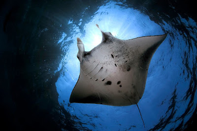 Vida embaixo D'Água: Gigante voadora dos oceanos. Raia Manta.