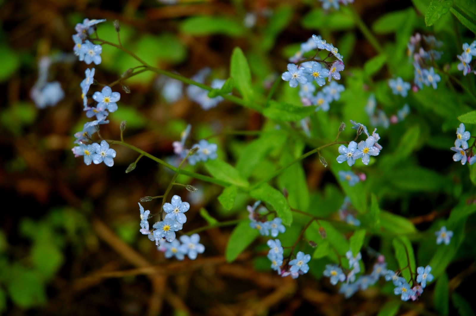 la porte rouge: forget me knots