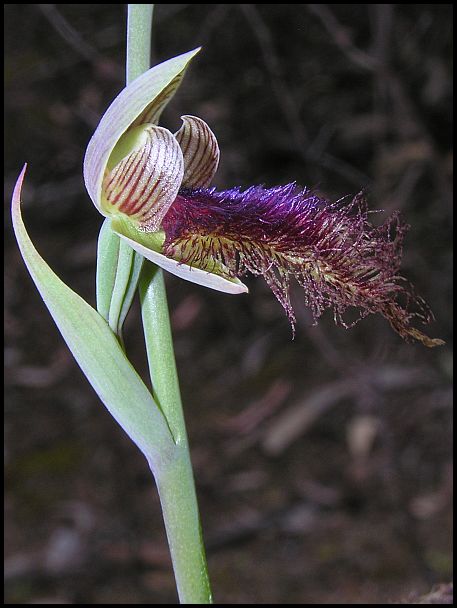 Flora of the Pilliga Forests: Calochilus robertsonii