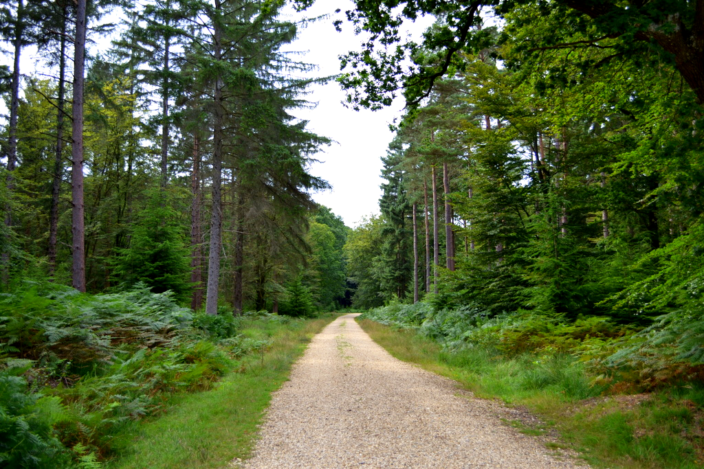 The Perfect Staycation Adventure: Things To Do In The New Forest ...