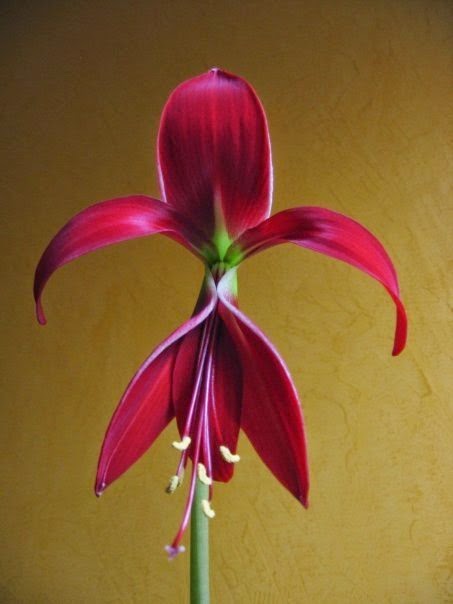 Maria Magdalena: " LA FLOR DE LIS