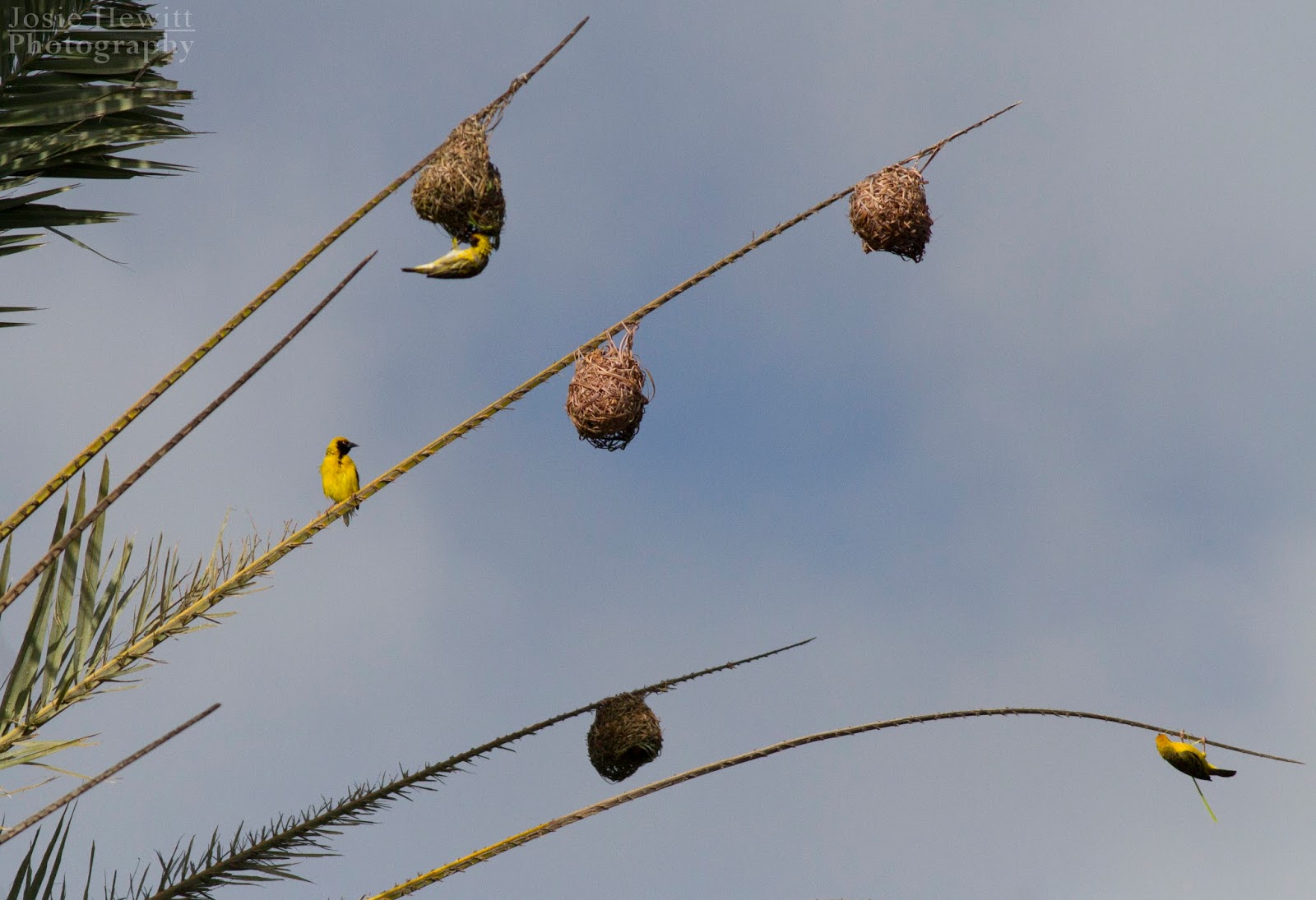 Blog | Josie Hewitt Photography: Mauritius: The Birds