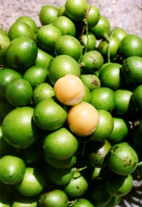 La Casa de Norma: Limoncillo - die Dominikanischen Fruchtzwerge