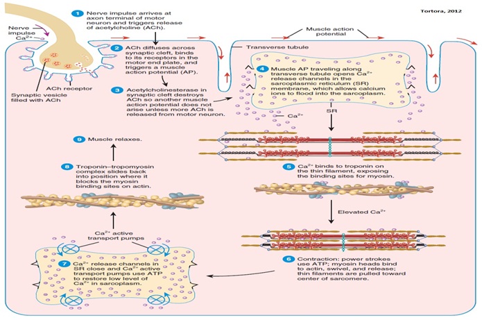 Pengertian, Fungsi, Jenis-jenis dan Mekanisme Gerak Otot pada Manusia