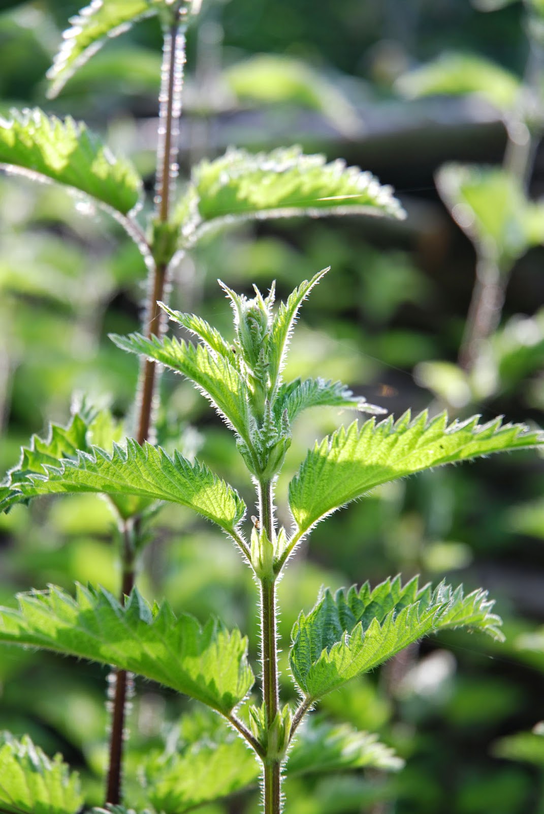 Hedgerow Medicine: Nettles: Three Medicines in One