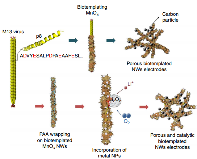 The Silicon Graybeard: Tech Tuesday - Using Viruses to Manufacture ...