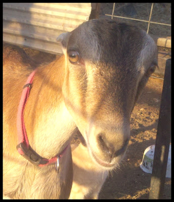 The Adventures of Noodleville: The Newest Earless Wonders of Noodleville