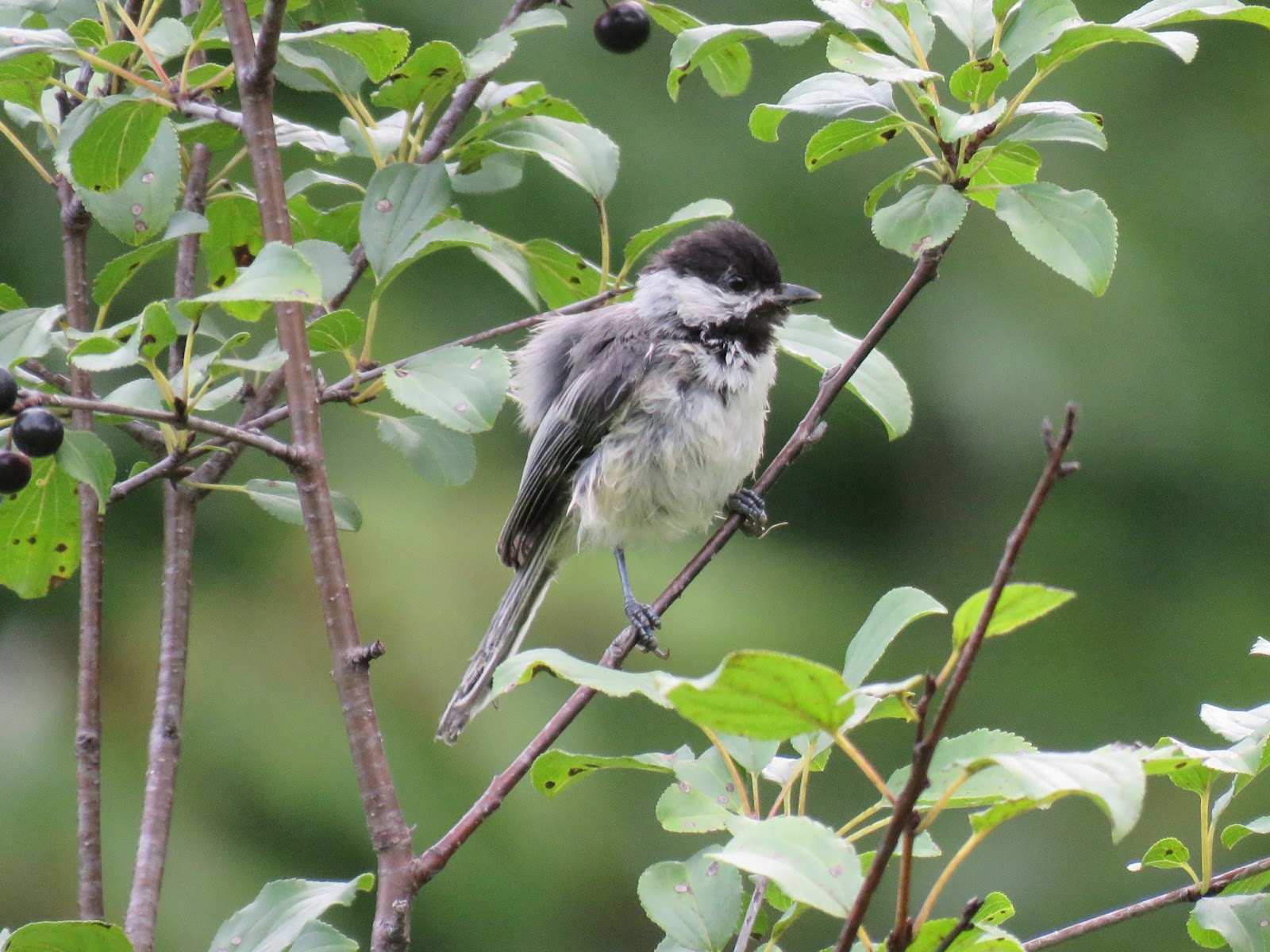 Bird & Travel Photos, Birding Sites, Bird Information: MOLTING BLACK ...
