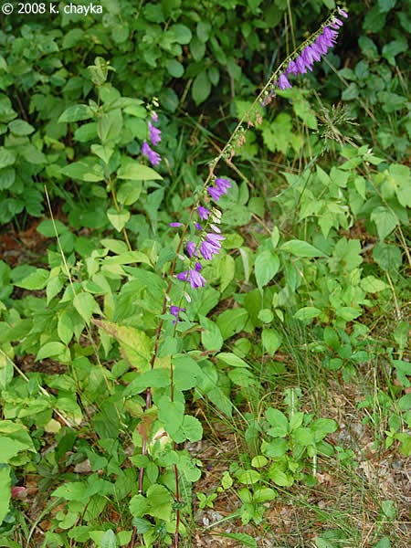 Think Global, Garden Local: Creeping bellflower