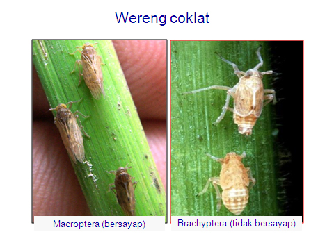 SAUNG SUMBERJAMBE: WERENG COKLAT DAN PENGENDALIANNYA