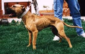freePitbull: Standard dell'American Pit Bull Terrier e dell'American ...