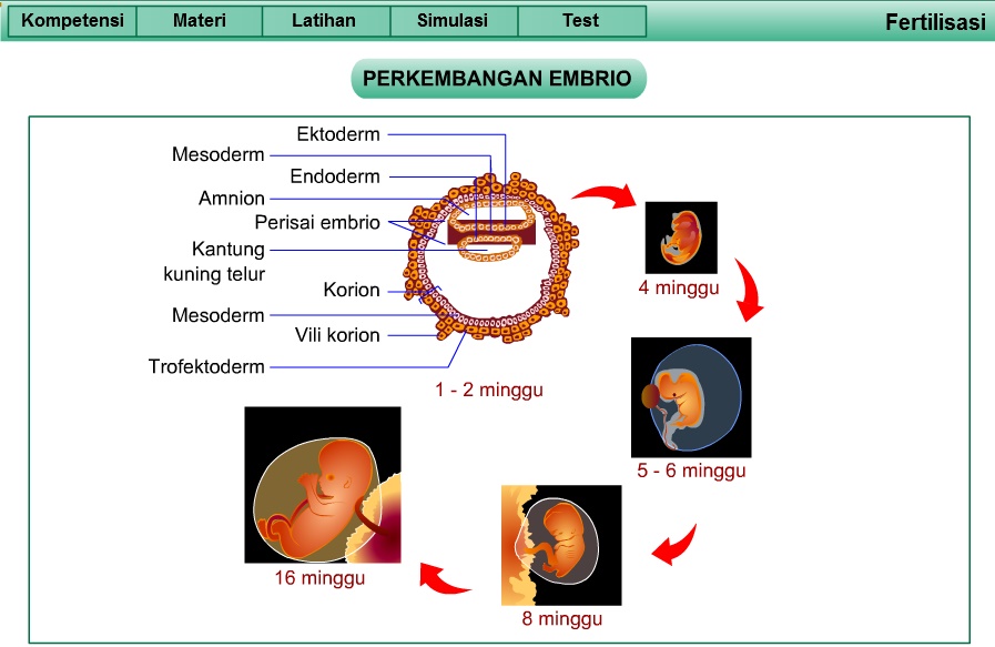 Materi tentang Fertilisasi dan Gestasi beserta contoh soal dan jawaban ...