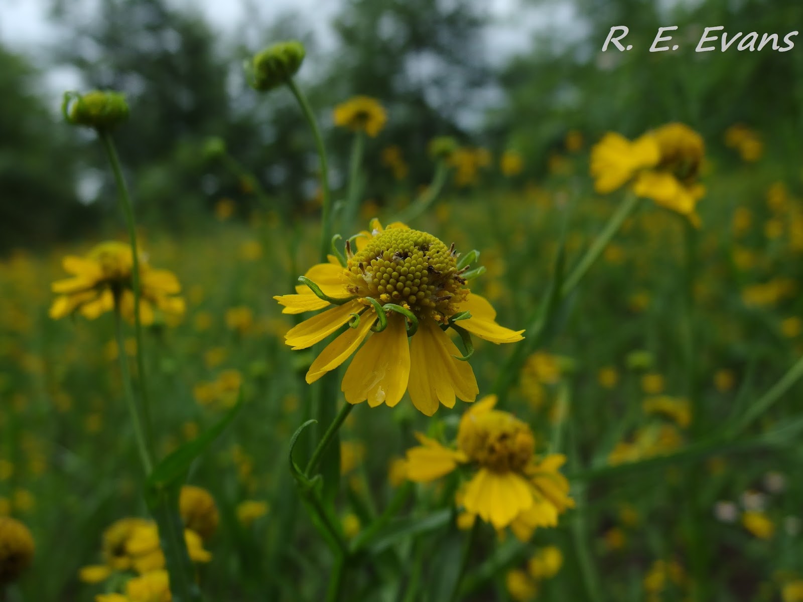 NC Plant Conservation & Beyond: Shenandoah sinkhole ponds