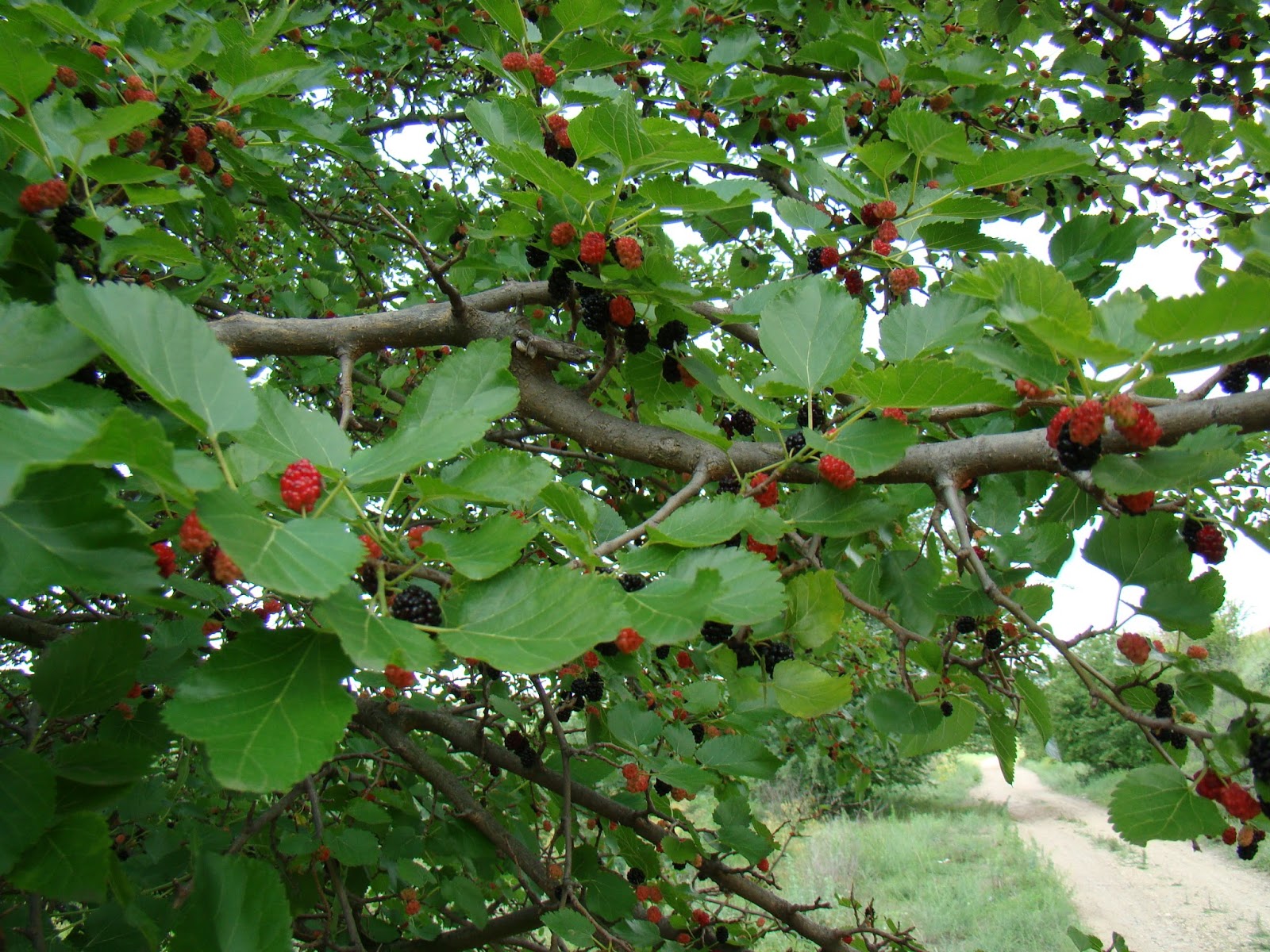 Amora Black Mulberry - Amoreira (Árvore) - Morus nigra