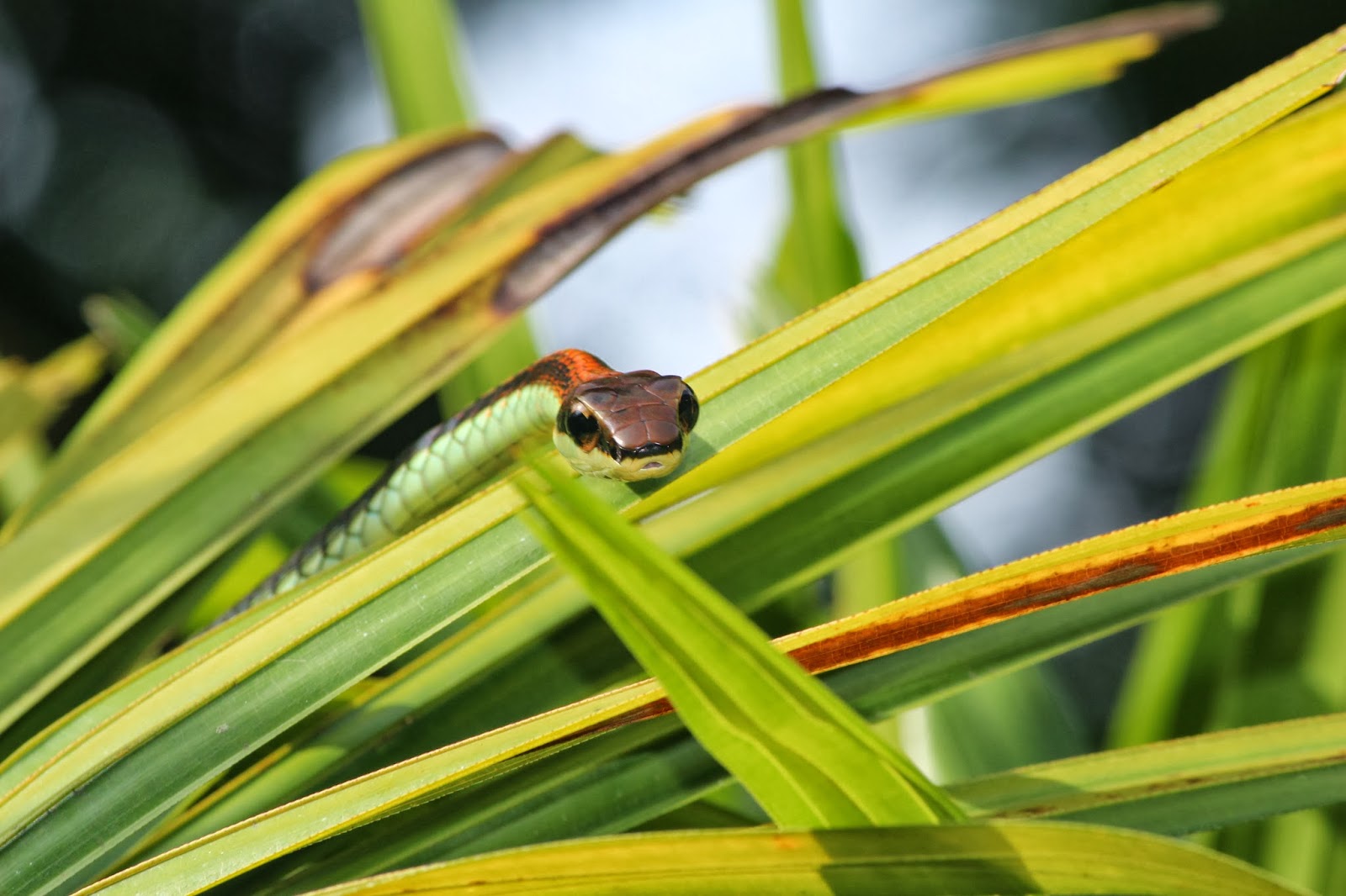 BIRD GROUP TAMAN NEGARA: Paradise Tree Snake