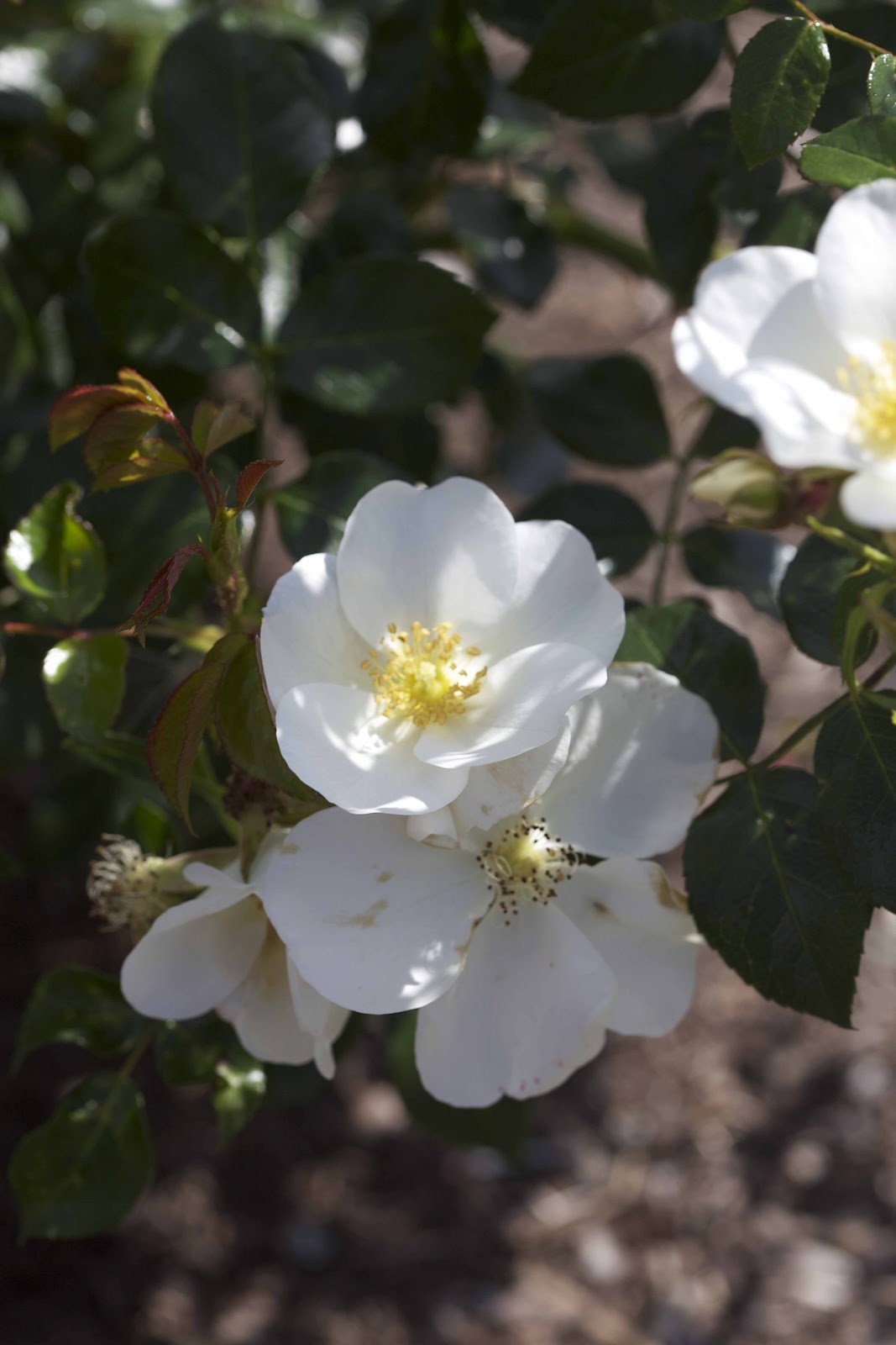 Garden Living: Roser, yndige og vanskelige - slik får du de til