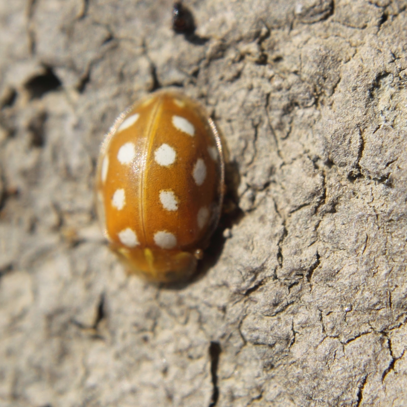 Valley Naturalist: Beetle bank