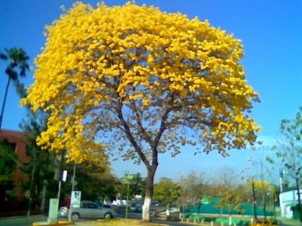Arbol de primavera - Imagui
