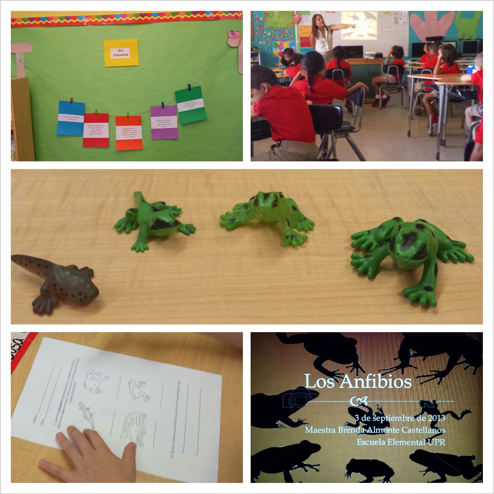 Multigrado Ramos: Anfibios
