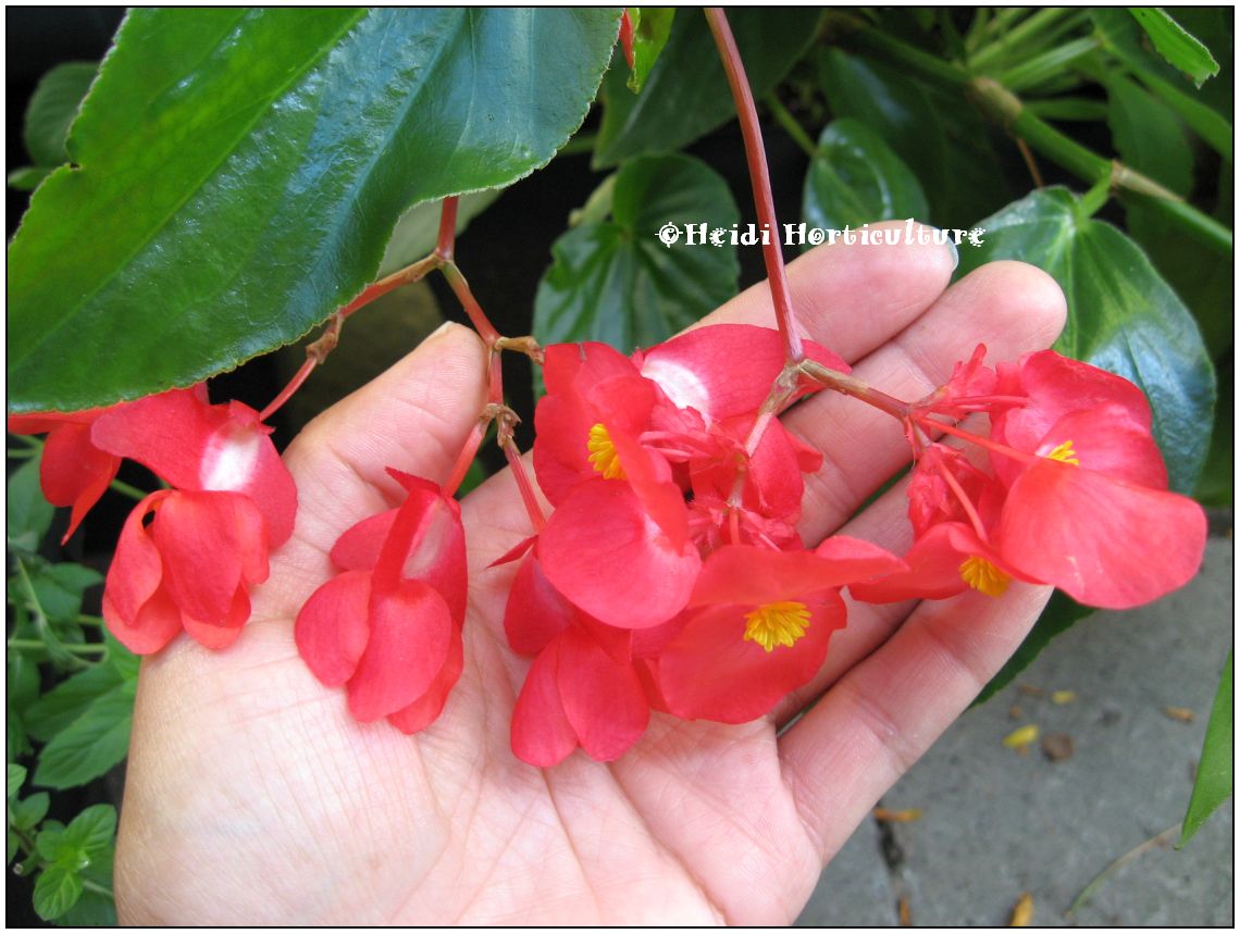 Heidi Horticulture: Plant Profile: Dragon Wing Begonia Red