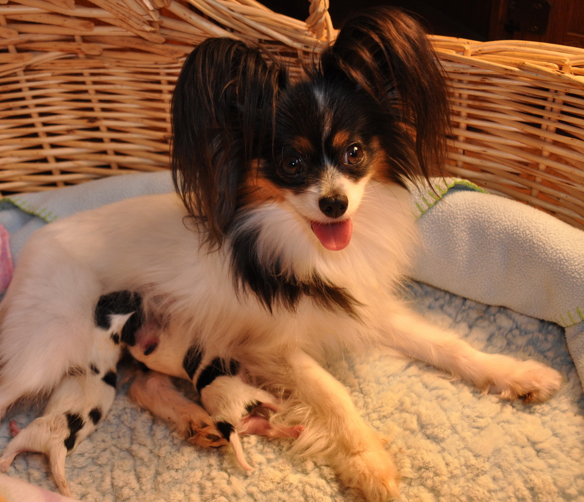 Road's End Papillons : 12 Hours old Papillon Puppies