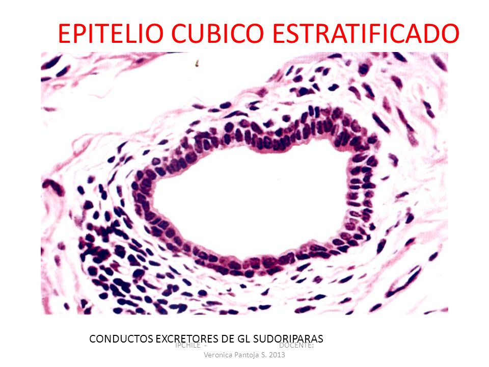 CLASIFICACIÓN DE LOS EPITELIOS