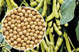 Cara Memilih Benih /Bibit Kedelai yang Berkualitas | Info Pertanian ...