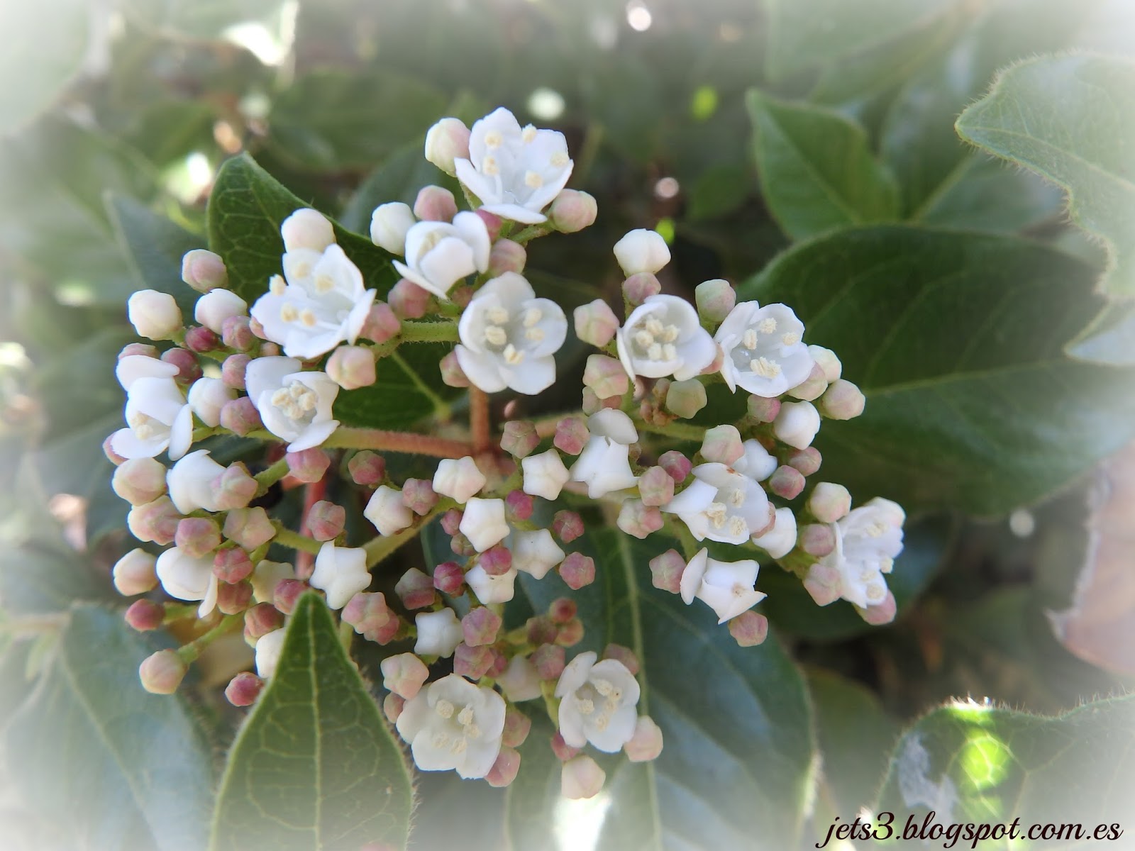 Viburnum Tinus (Durillo, Laurentino, Duraznillo, Laurel salvaje etc.)