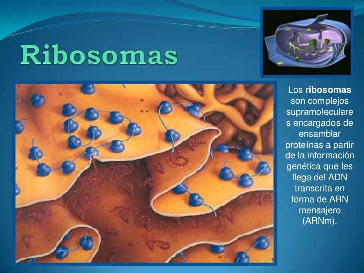 CIENCIAS Y EDUCACIÓN MEDIOAMBIENTAL