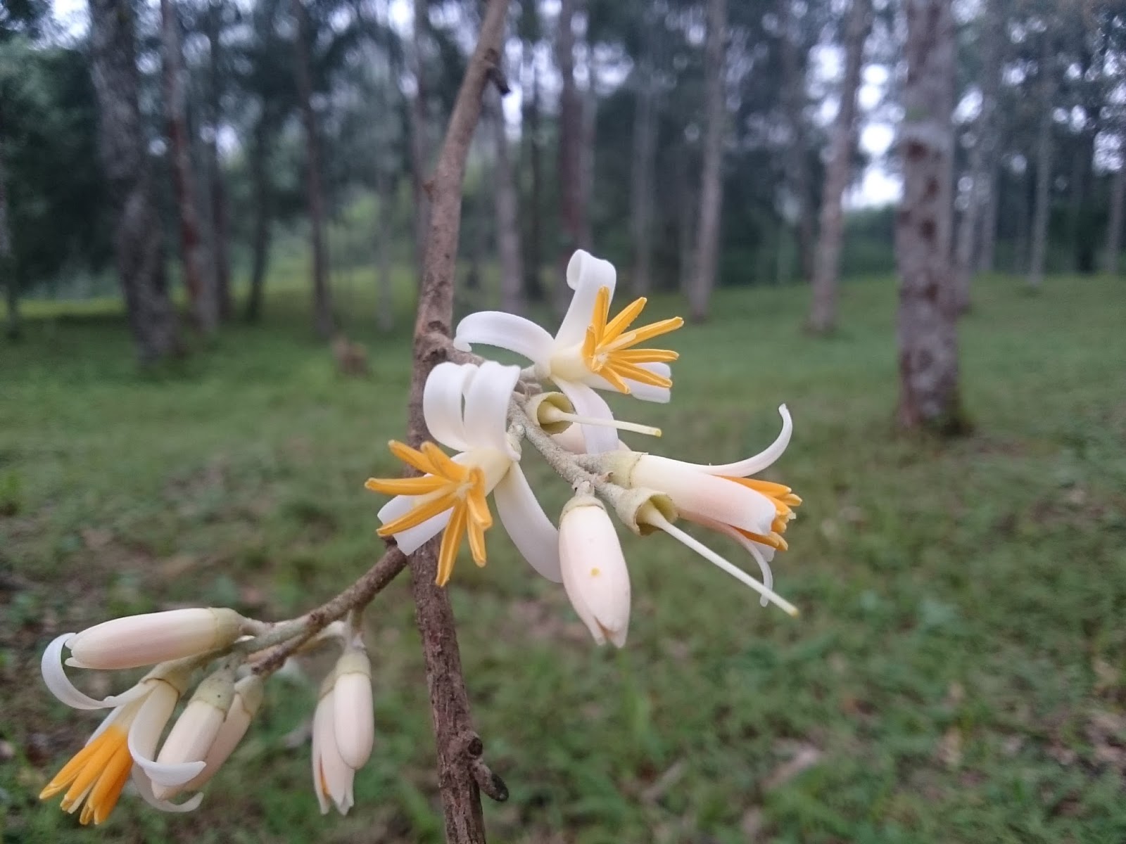 KEMENYAN (Styrax spp.)
