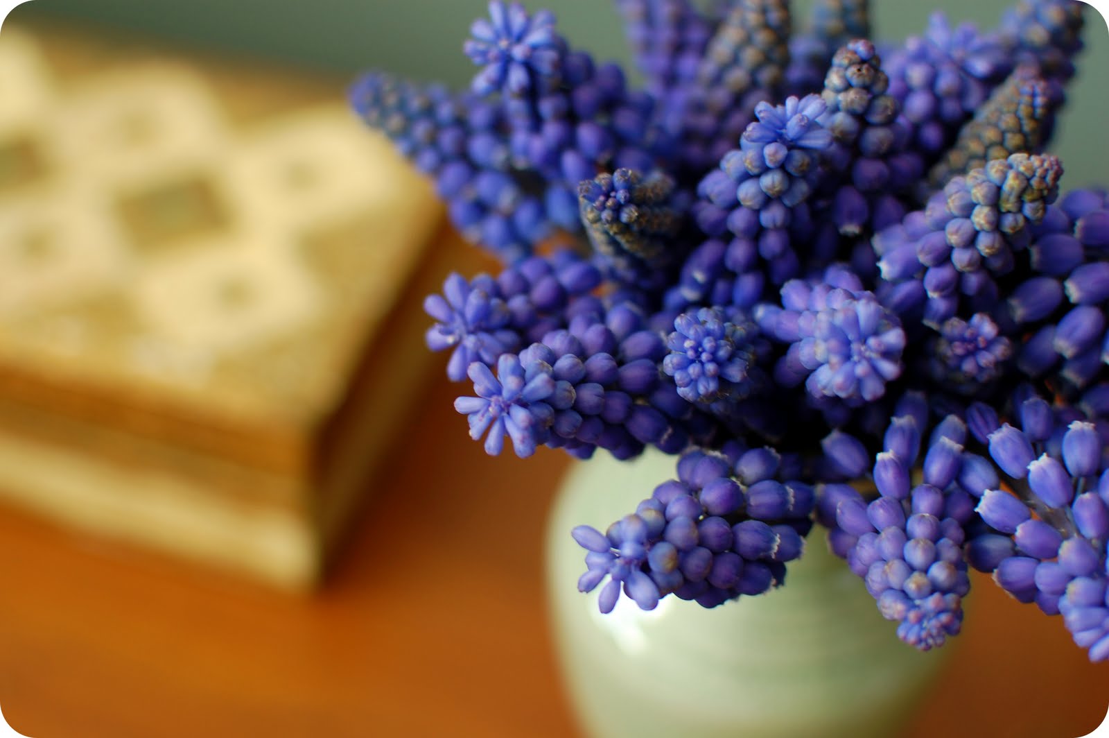33 Shades of Green: My Favorite Spring Flower: Grape Hyacinth