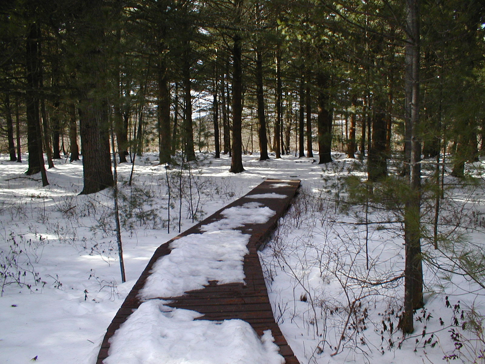 Onestep Outdoors!: Garcelon Bog Conservation Area