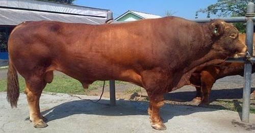 Pasaran Harga Sapi Limosin Lengkap Terbaru 2017 Di Indonesia
