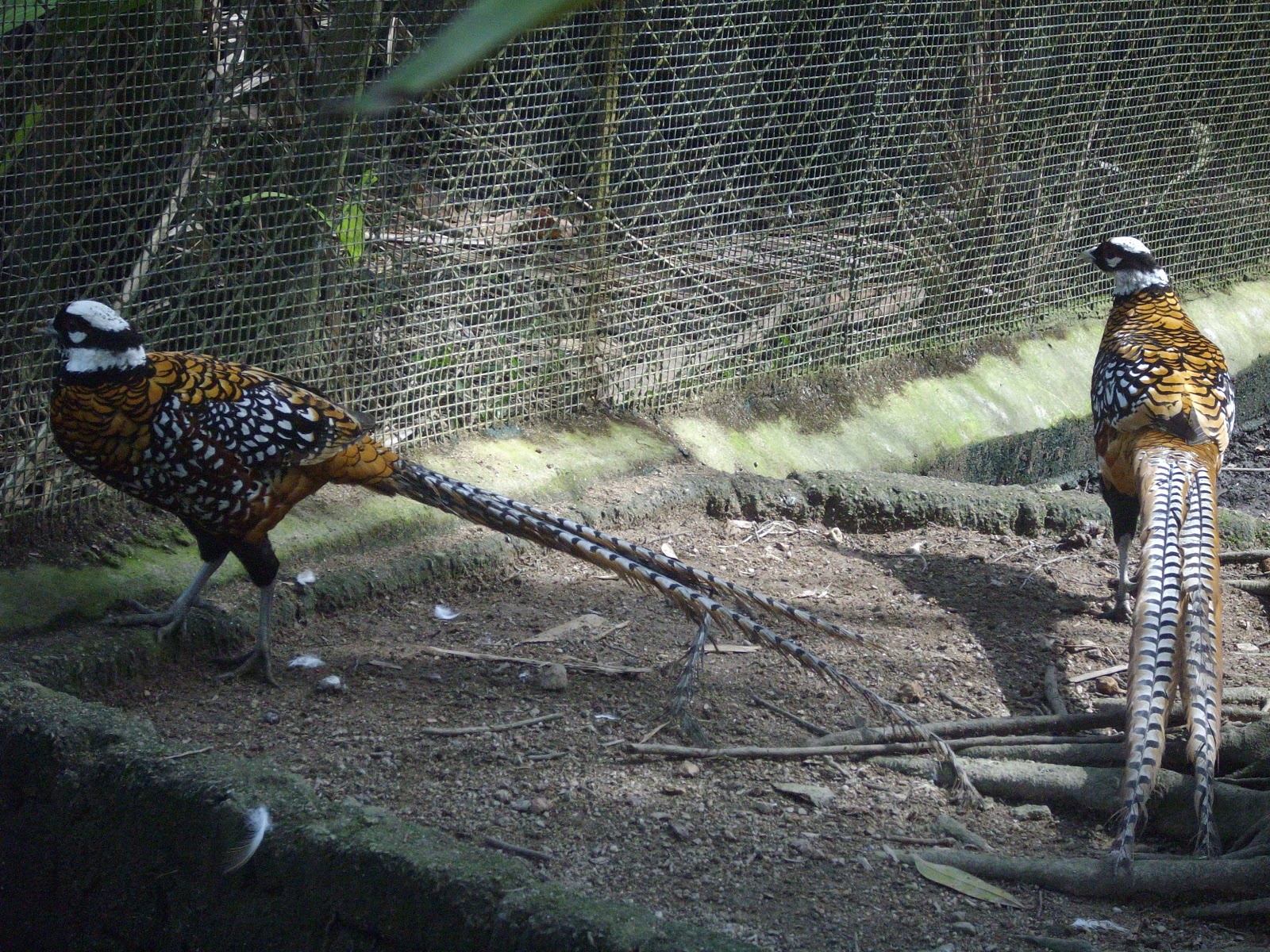 Pembiak Ayam Ratu LHK dan Malaysia Indio Gigante: Lawatan ke tempat ...