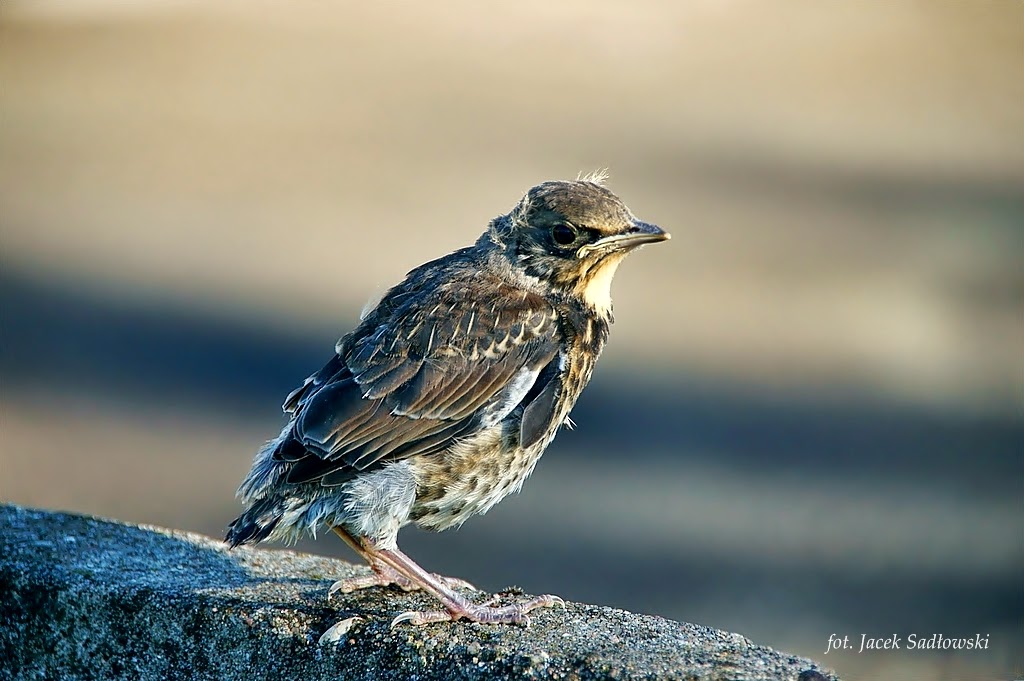 FotoBlog Jacek Sadłowski: Młody kwiczoł - podlot