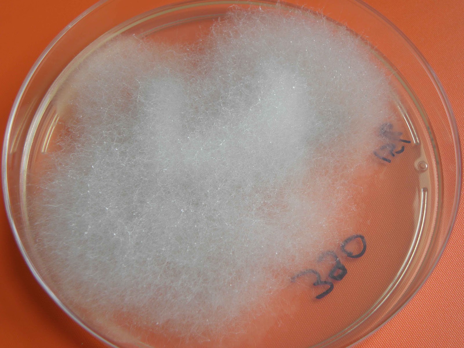 ATLAS MICOLOGIA: ABSIDIA CORYMBIFERA / Lichtheimia corymbifera