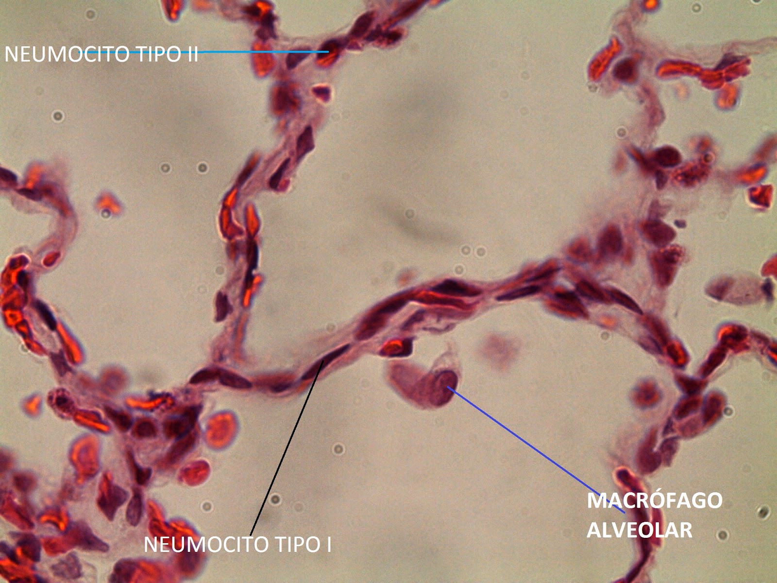 Sistema Respiratorio | Histología Veterinaria Universidad de Antioquia