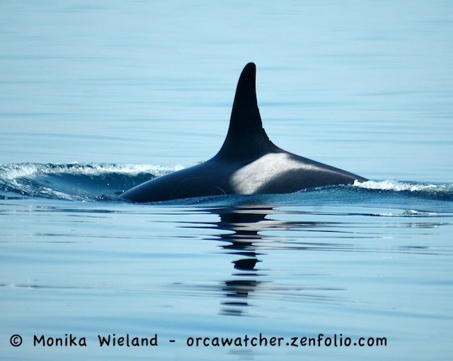 Orca Watcher: Day of the Dead ~ 3rd Annual Tribute