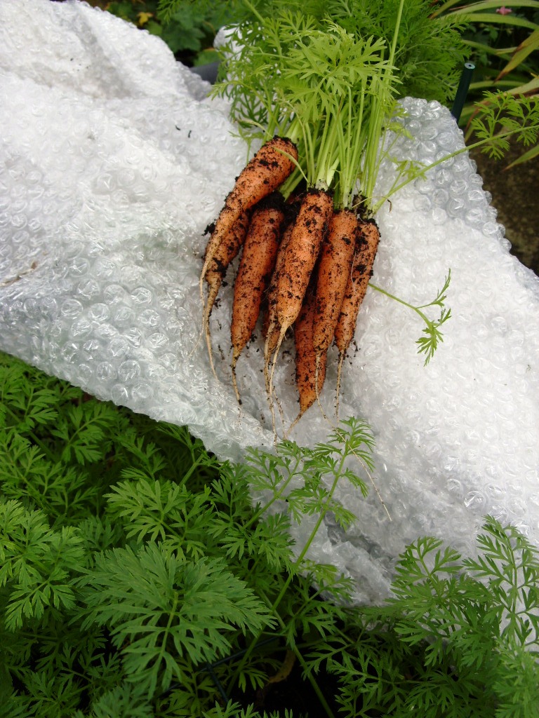 Kelli's Northern Ireland Garden: Container Carrots