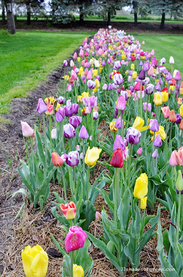 33 Shades of Green: A Walk Through the Tulips