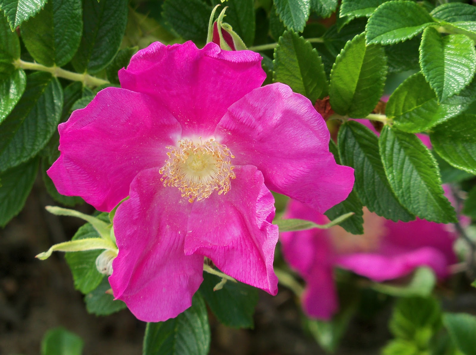 Plant Journeys: Medicine Woman Plant Encounters: Roses, Lady's Slipper ...