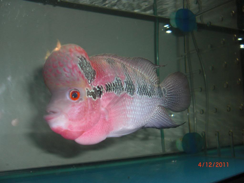 Flowerhorn The Hybrid Cichlids: Zz Red Dragon