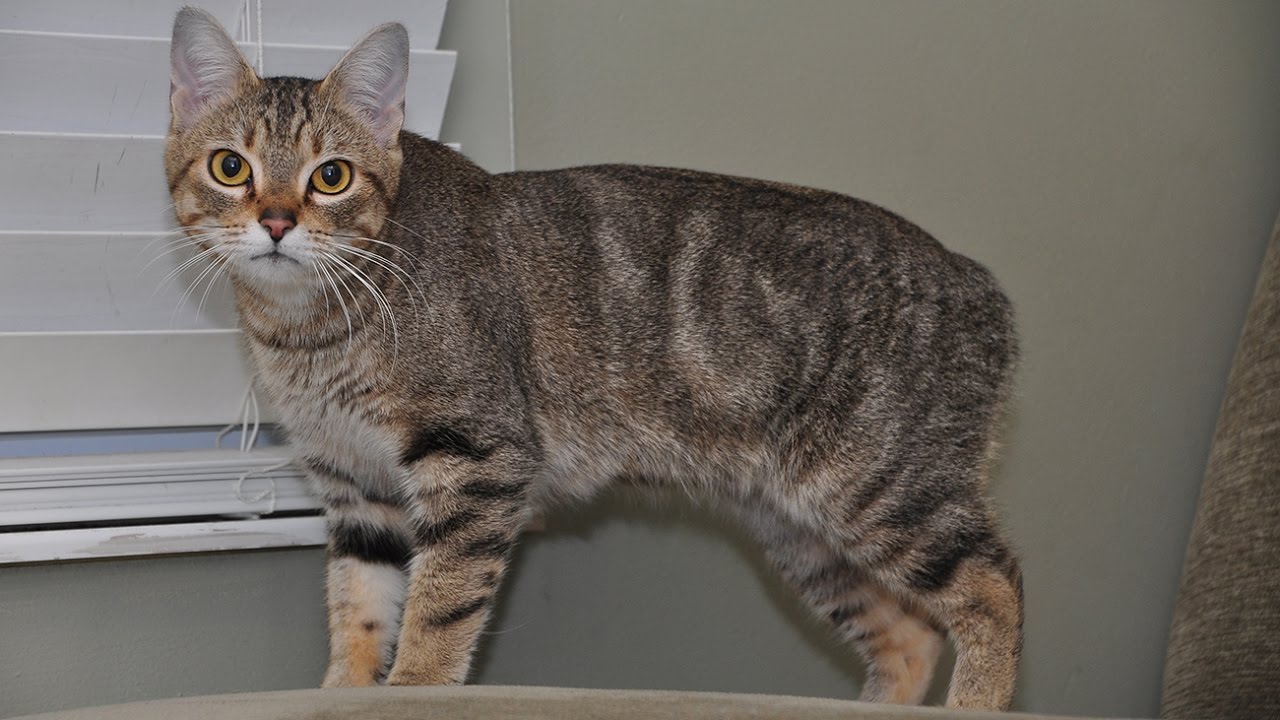 45+ Jenis-Jenis Kucing Peliharaan Terpopuler Dan Gambarnya - powersalam ...