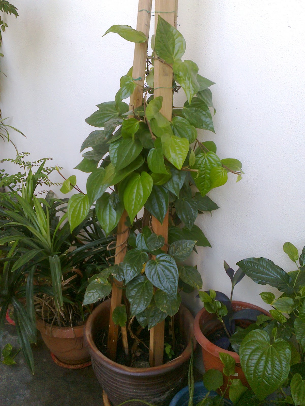 cucubulat: pokok sireh,benga telang dan mulberi di penang