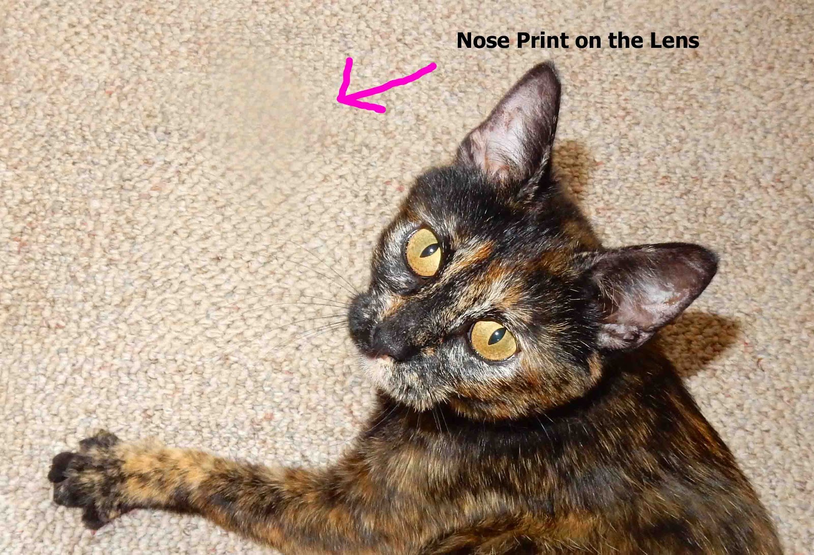 Cat Patches: A Miracle at the Three Cats Ranch