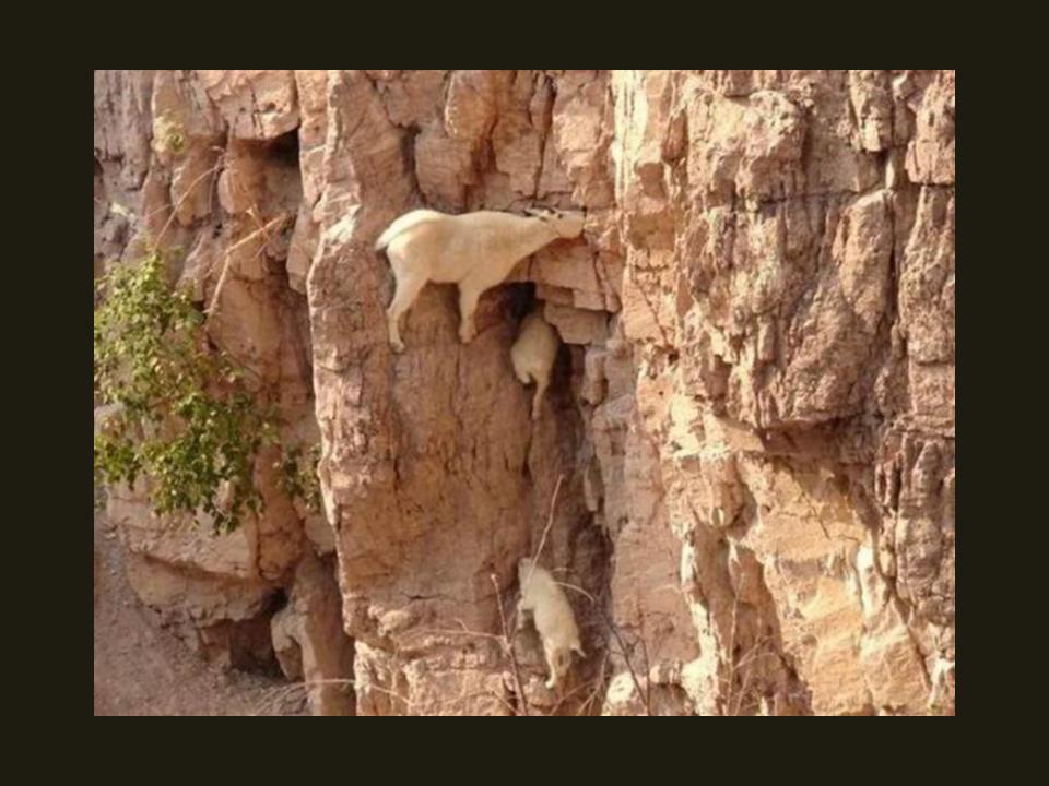 CLASA NOASTRĂ: [ FOTO ] CAPRA DE MUNTE